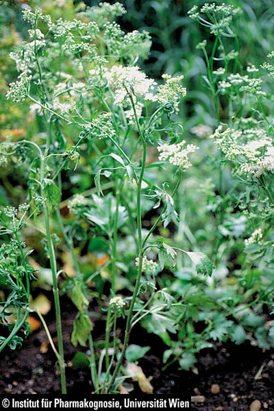 Phytokodex - Anis - Vollbildansicht